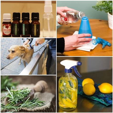 15 Mejores Remedios Caseros Anti Pulgas Perros Gatos Casa 2022