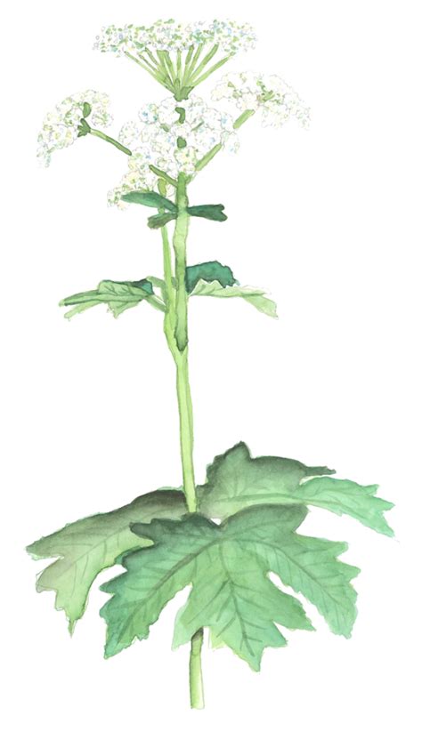 Common Cow Parsnip The Center For Pollinator Research