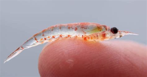 Shrimp Vs Krill Differences In Appearance Habitat Behavior
