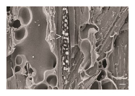 Fracture Surfaces Of A Laminated Birch Wood Composite Bonded With