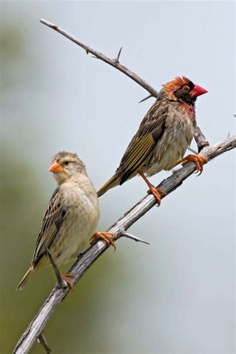Quelea African Red Billed Ploceidae Britannica