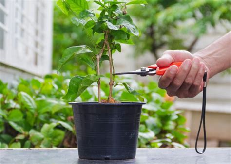 Cómo Y Cuándo Podar El Aguacate Majar