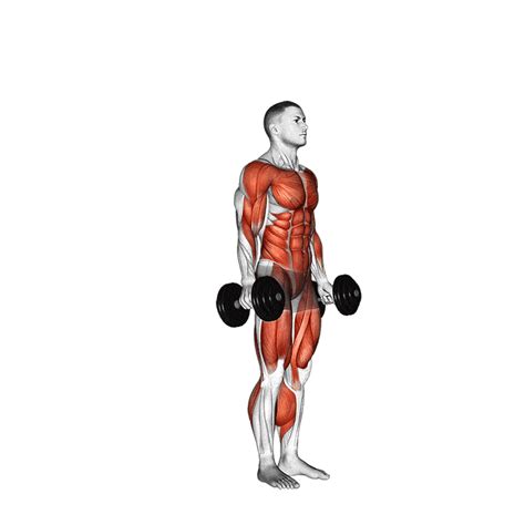 Dumbbell Burpees How To Do Properly And Muscles Worked
