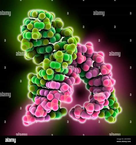 Hammerhead Ribozyme Molecular Model Ribozymes Are Rna Ribonucleic