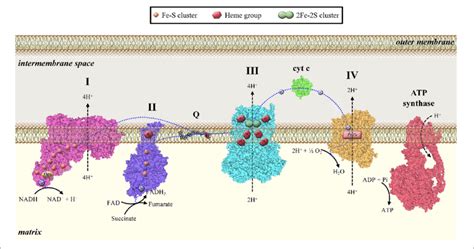 Mitochondrial Electron Transport Chain Consists Of Four Complexes