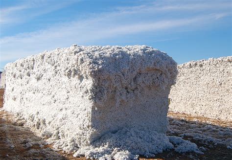 Serat Kapas Cotton Fiber Textile KNOWLEDGE