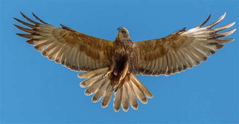 Wings Of Majesty The Hawk Chronicles The Worlds Rarest Birds