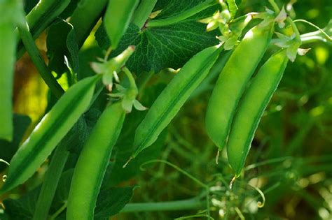 Field Pea Color Green At Best Price In Pune Space Agro Exports