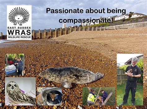 East Sussex Wildlife Rescue Causes Unity Lottery