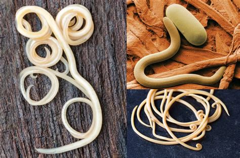 Phylum Nematoda Biology Classification Roles And Its Significance With Detailed Exploration