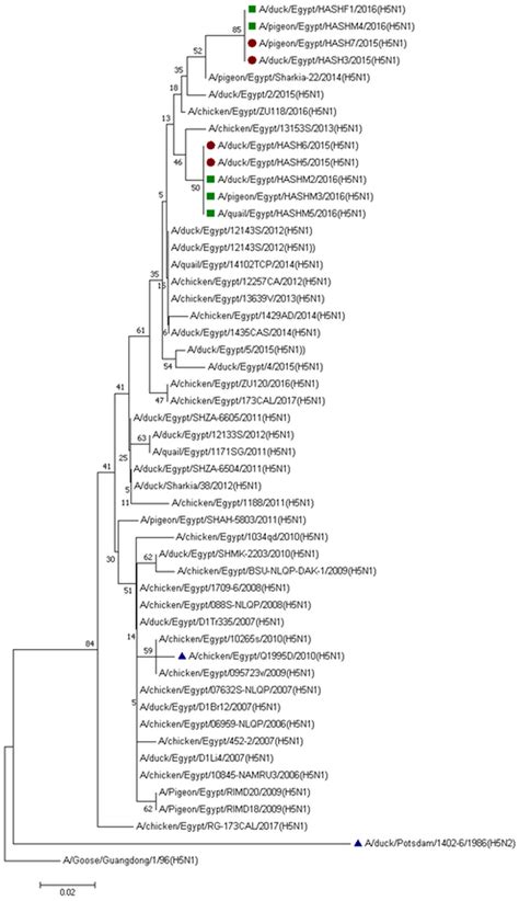 Phylogenetic Analysis Of Ha Gene Nucleotide Sequences Of Avian