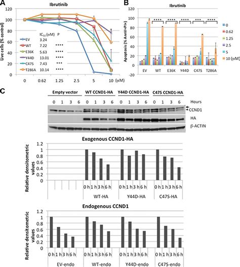 Ccnd1 Mutations Increase Protein Stability And Promote Ibrutinib