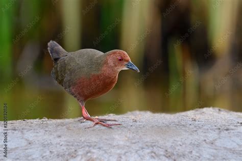 Ruddy Breasted Crake Porzana Fusca Lovely Maroon To Red Waterbird In