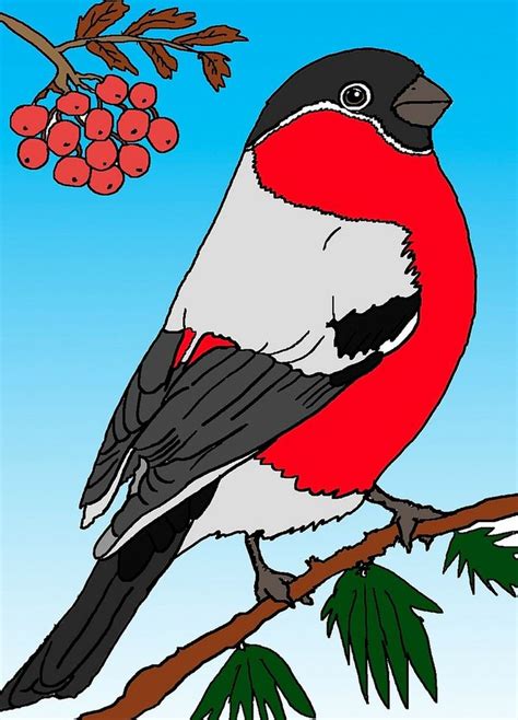 Снегирь картинка для детей в школу и в детский садик