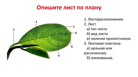 Внутреннее строение листа 6 класс презентация онлайн
