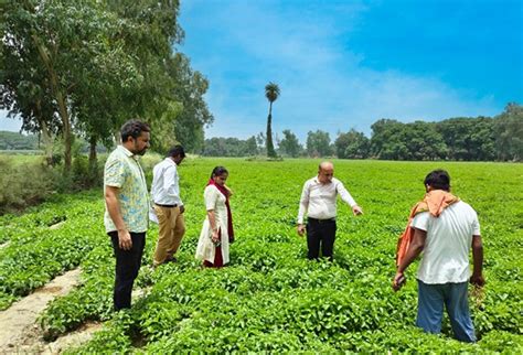 Wrmss Crop Advisory Service To Mentha Crop Farmers In Uttar Pradesh