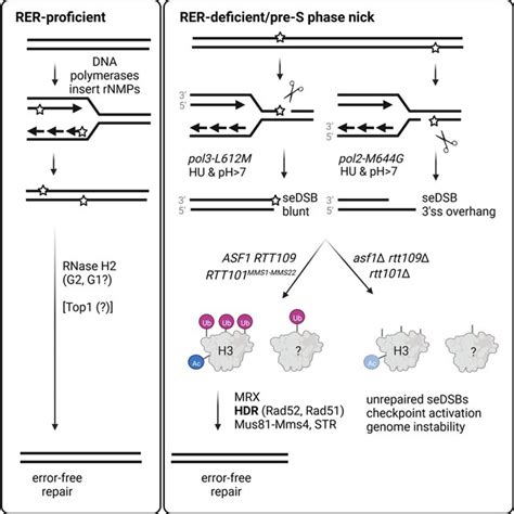 Rtt101 Mediates The Repair Of Rnmp Derived Dna Damage In S Phase
