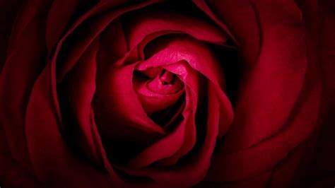 Arquétipo Da Rosa Vermelha BRAINCP