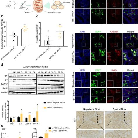 Testosterone Synthesis After Microinjection Of Cre Expressing Download Scientific Diagram
