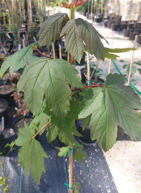 Sycamore Maple Summit Nurseries