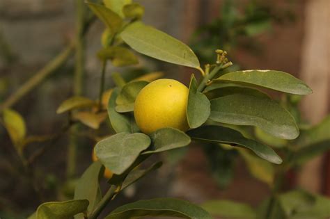 Lemon Citrus Plant Free Photo On Pixabay Pixabay