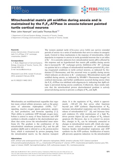 Pdf Mitochondrial Matrix Ph Acidifies During Anoxia And Is Maintained