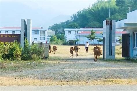 Bệnh Viện đa Khoa 200 Tỷ đồng Thành Nơi Trồng Rau Chăn Thả Bò Báo