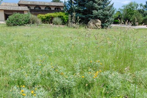 Native Grass Solution