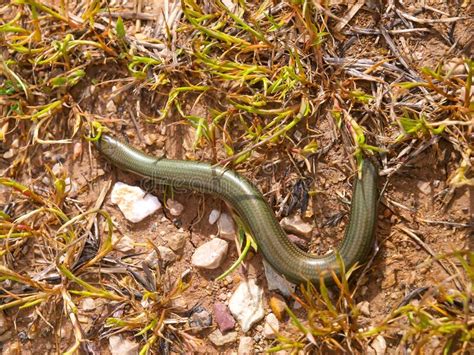 Western Three Toetoed Skink Chalcides Striatus Stock Image Image Of