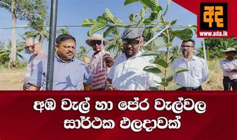 අඹ වැල් හා පේර වැල්වල සාර්ථක ඵලදාවක් Ada Online