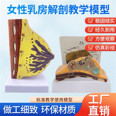 Breast Model Chest Model Chest Anatomy Model Static Breast Lactation