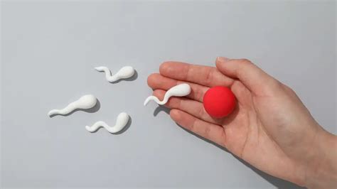 The Key To Conception Ovulation After Period Guide