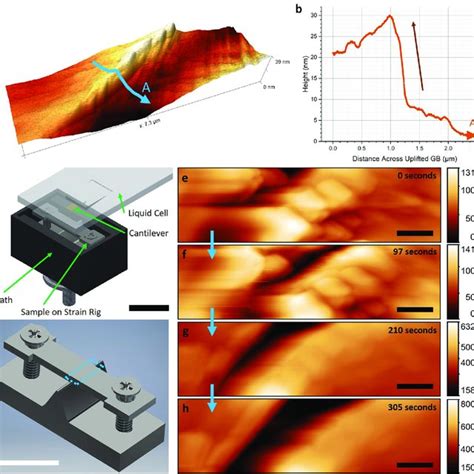 In Situ Hs Afm Measurements Of Igscc A An Hs Afm Topographic Map Download Scientific Diagram