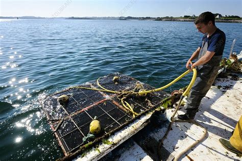 Abalone Farming Stock Image C0100090 Science Photo Library