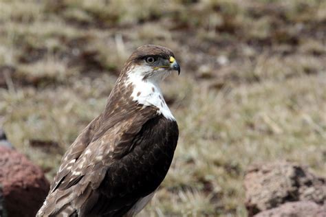 Augur Buzzard Buteo Augur Zoochat