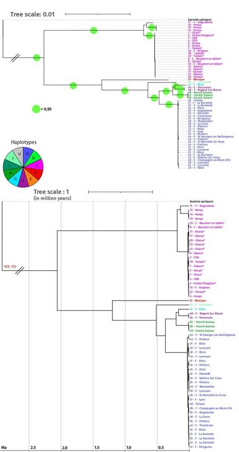 6a Mitochondrial Dna Phylogenetic Tree Ml Phylogenetic Tree Of 57