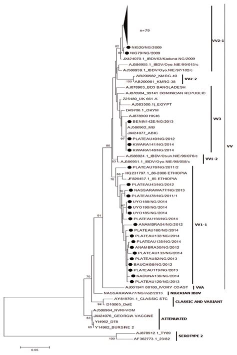 Phylogenetic Analysis Of The Vp2 Hypervariable Region Nucleotide