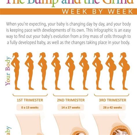 Pregnancy Is An Exciting Time And Brings Changes Every Week This Handy Chart Is A Great