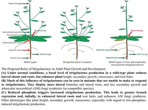 Strigolactones Role In Plant Development Pdf