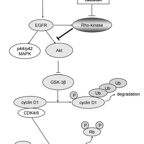 Effects Of Rho Kinase Inhibitors On Egf Induced Phosphorylation Of Akt