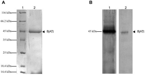 A Sds Page Of Recombinant Bjatl Purified On Ni Nta Resin Column Lane