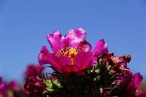 沙漠 仙人掌 Pixabay上的免费照片 Pixabay