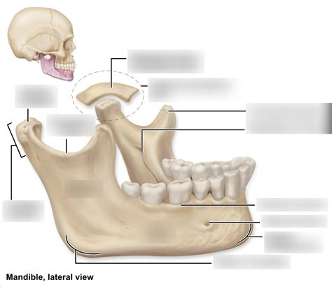 Anatomy Lab Axial Skeleton Mandible Bone Diagram Quizlet