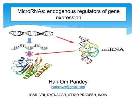 Mirnas Endogenous Regulator Of Gene Expression Ppt