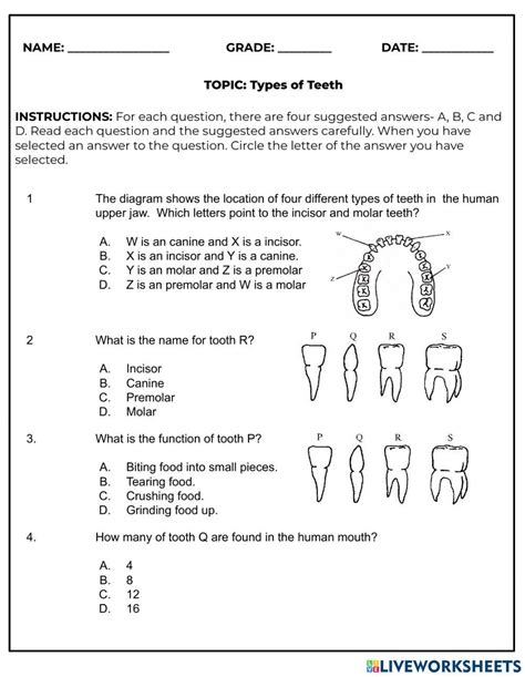 Types Of Teeth Worksheet Pdf At Roderick Wilkerson Blog