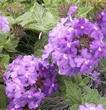 Verveine Des Jardins Verbena
