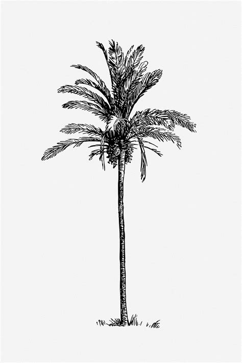 Palm Tree Clip Art Vector Free Vector Rawpixel
