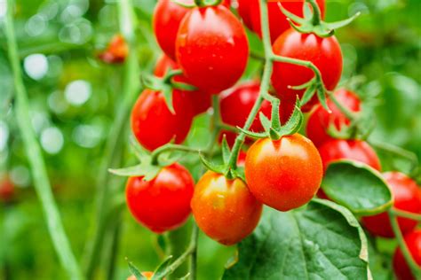 Surprising Foods You Didnt Know Contain Nicotine