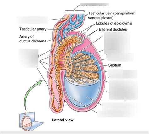 Ductus Epididymis