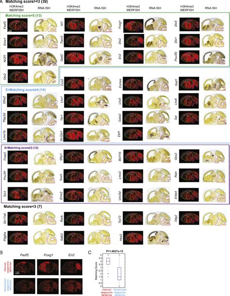 Spatially Resolved Epigenomic Profiling Of Single Cells In Complex Tissues Cell